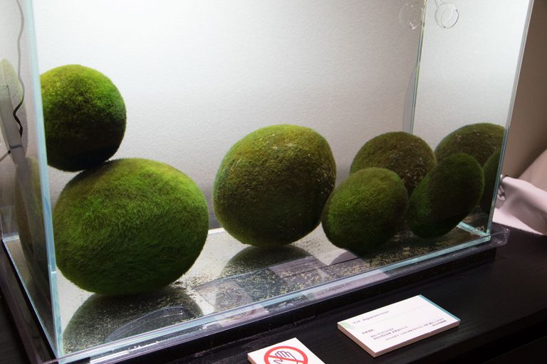 Exhibition's Sneak Preview Report: "Mysteries of Marimo – Where Did It ...