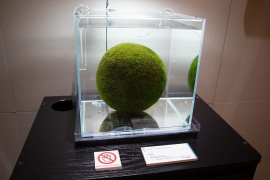 Exhibition's Sneak Preview Report: "Mysteries of Marimo – Where Did It ...