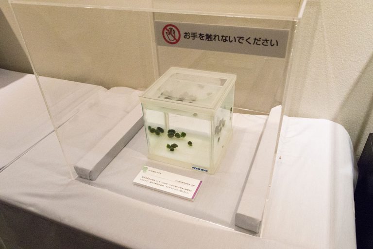 Exhibition's Sneak Preview Report: "Mysteries of Marimo – Where Did It ...